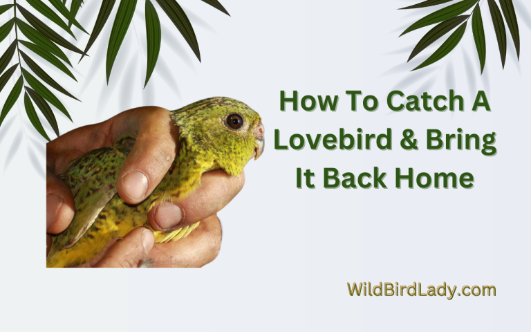How to Attract Hawks to Your Yard: A Complete Guide for Bird Lovers