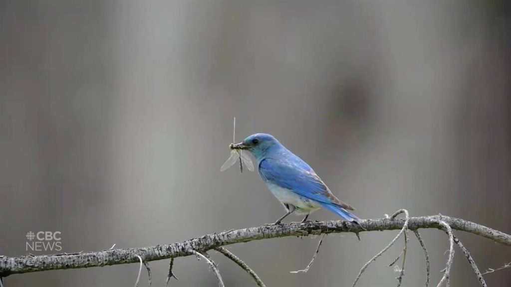 Discover the Power of 17 Famous Bird Gods