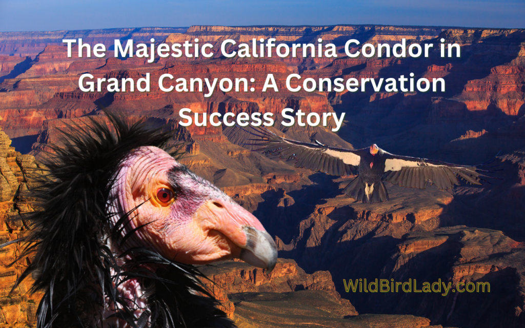 The Majestic California Condor in Grand Canyon: A Conservation Success ...