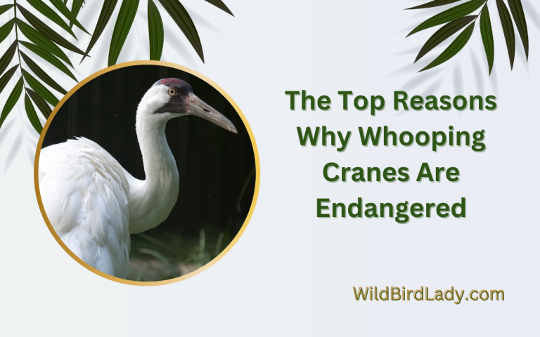 The Top Reasons Why Whooping Cranes Are Endangered