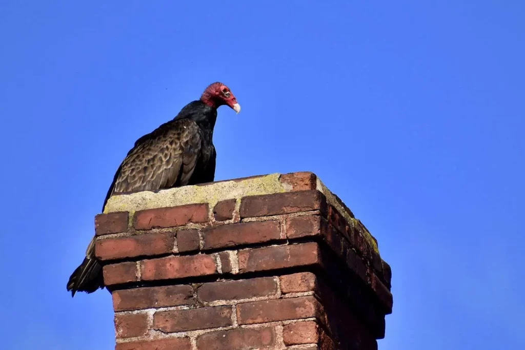 9 Humane Ways to Deter Vultures and Keep Your Property Safe